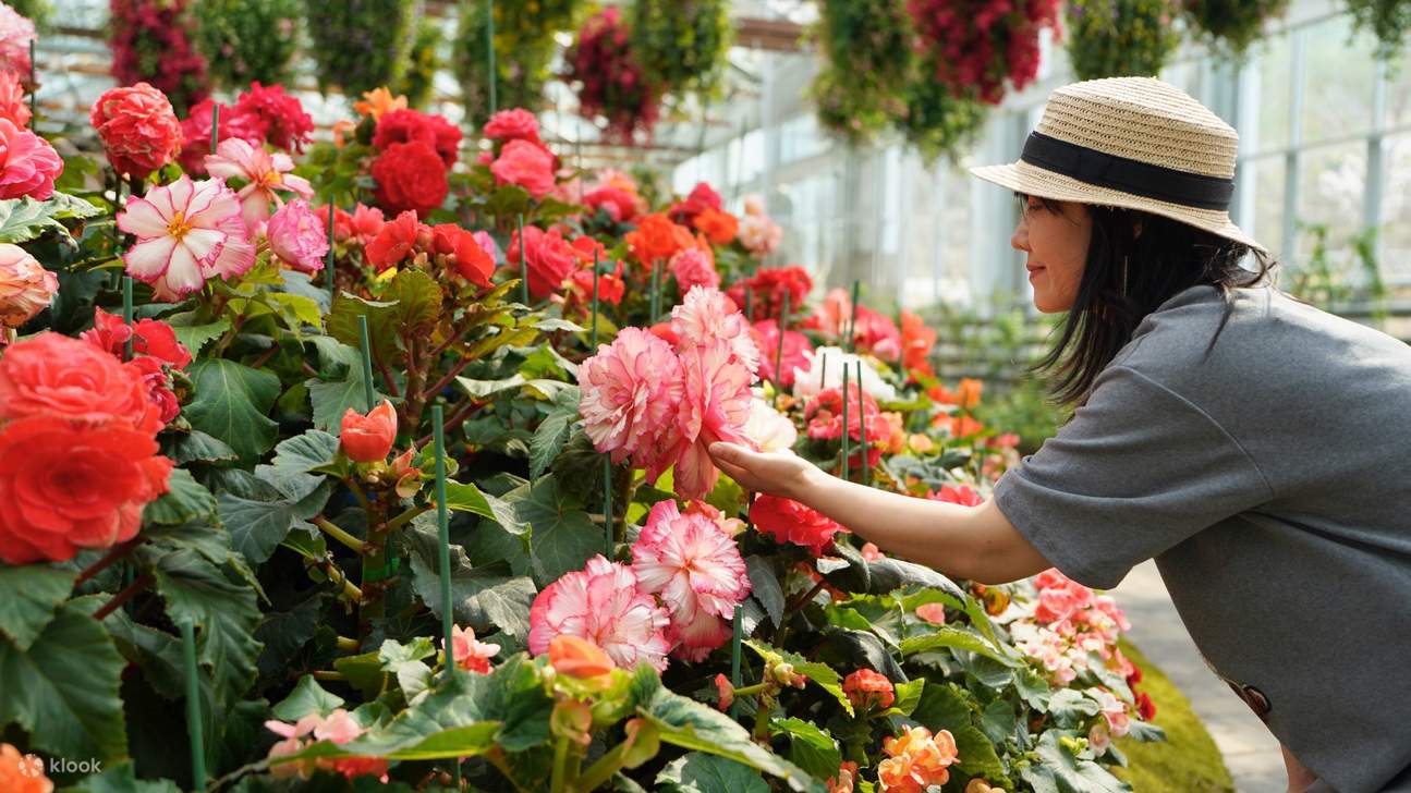 Eden Cherry Blossom Road x AQUAFIELD Jjimjilbang x Begonia Bird Park - Klook