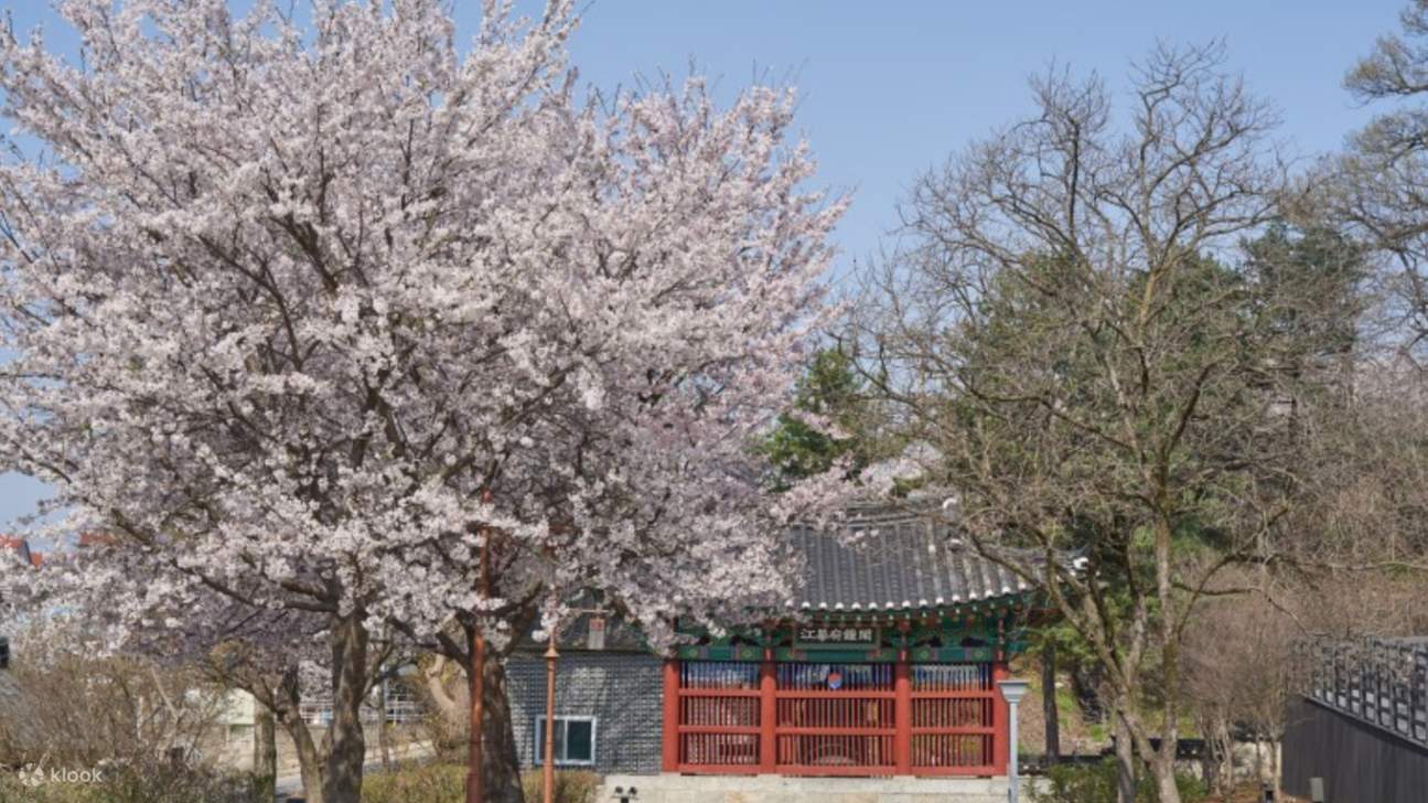 Ganghwa Island Cherry Blossom Evening Tour with Luge Ride Experience ...