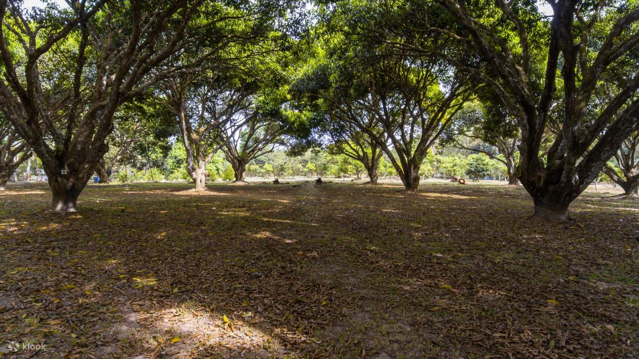 Up to 10% Off | Guimaras Island Private Day Tour from Iloilo - Klook ...