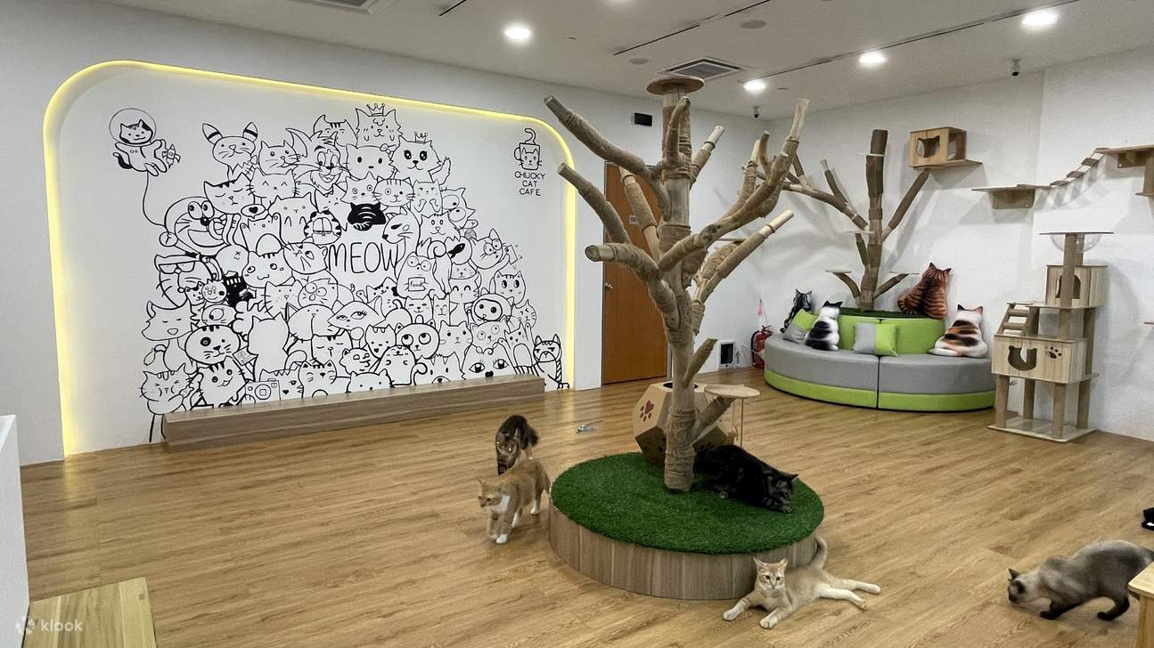 Chucky Cat Cafe in Johor Bahru, Malaysia - Klook Australia