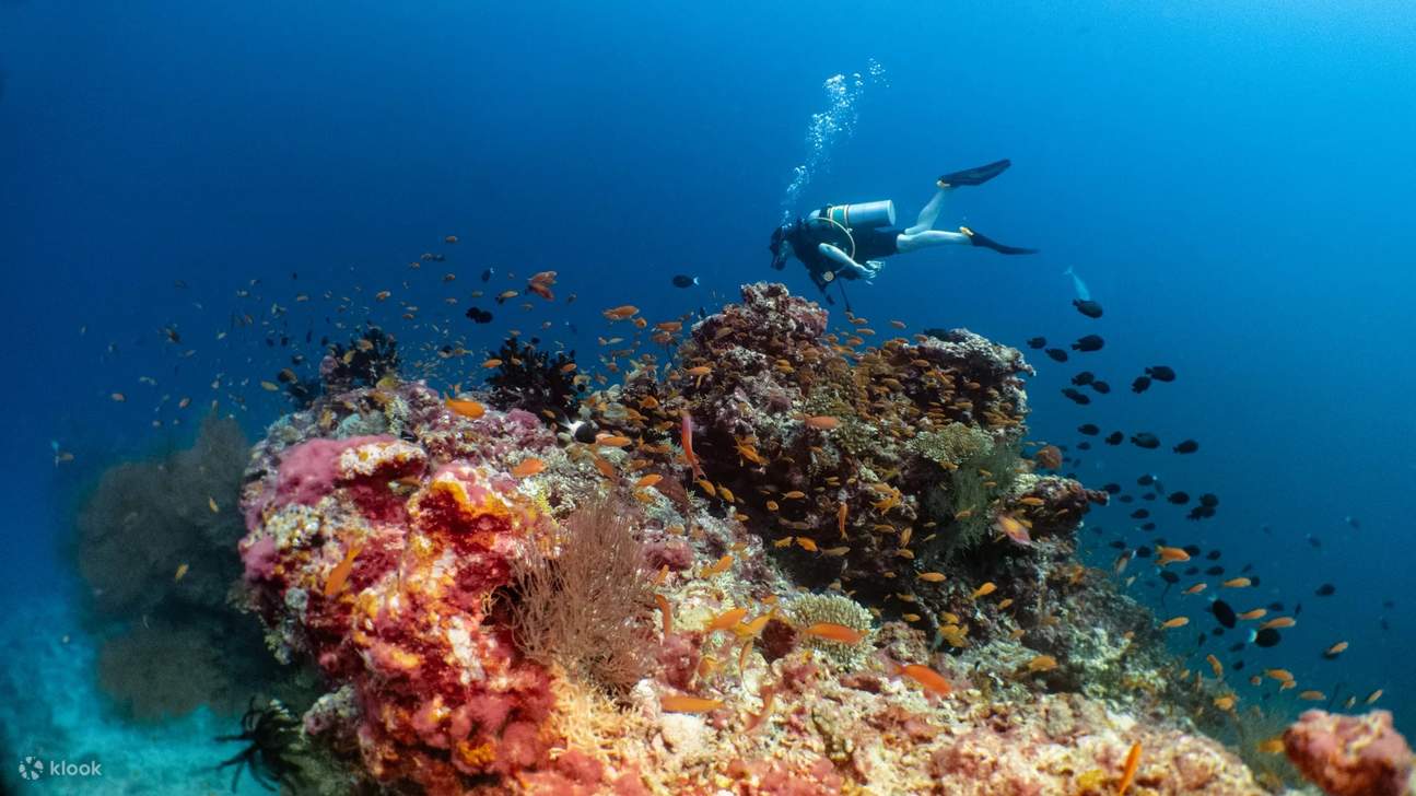 Sumérjase más con Nitrox: Buceador con Aire Enriquecido en Baa Atoll ...