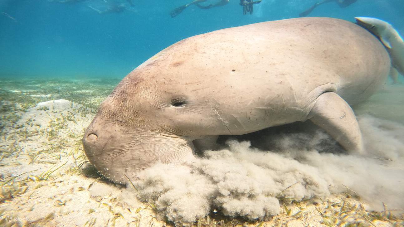 與儒艮 Marsa Mubarak 一起浮潛 - Klook香港