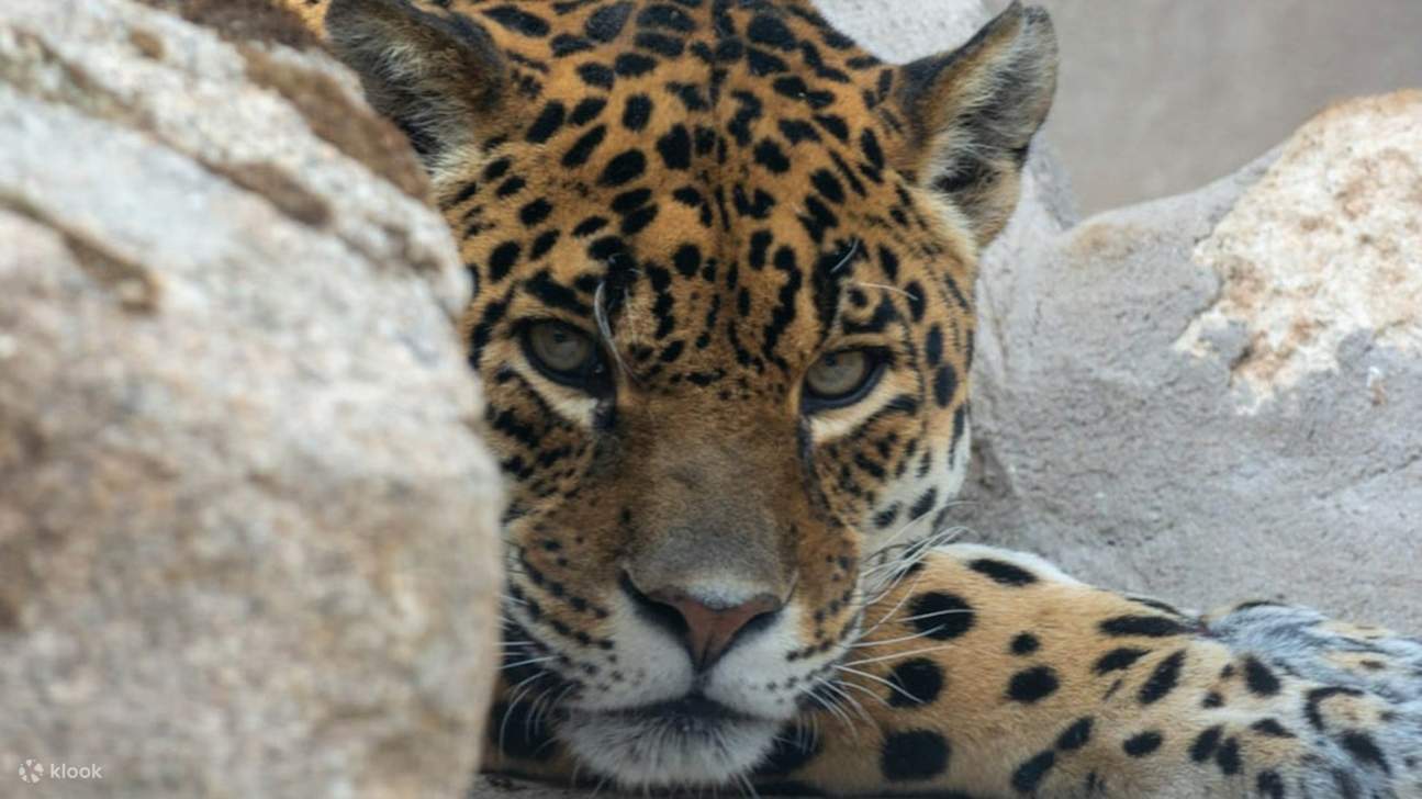 Zoo Koki ticket in Spain - Klook Estados Unidos