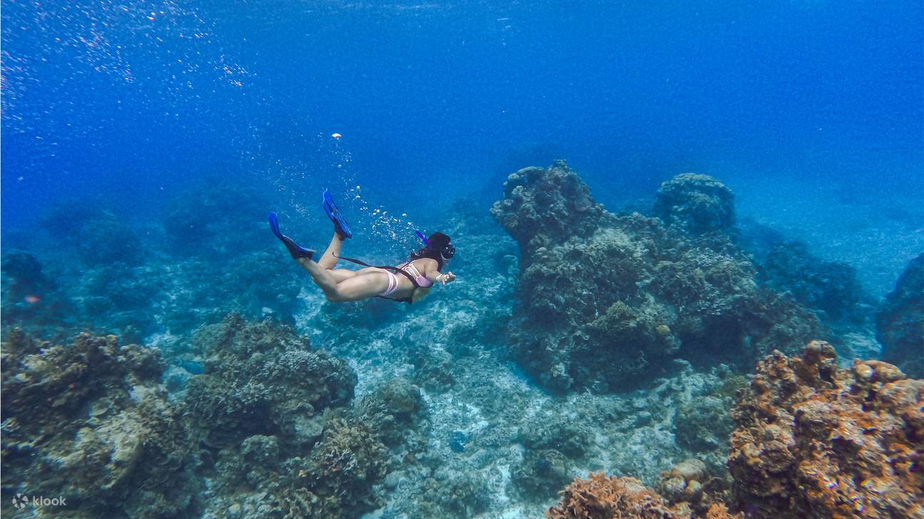 Cozumel Snorkel Tour: El Cielo Bay, Palancar Reef & Playa Mia - Klook ...