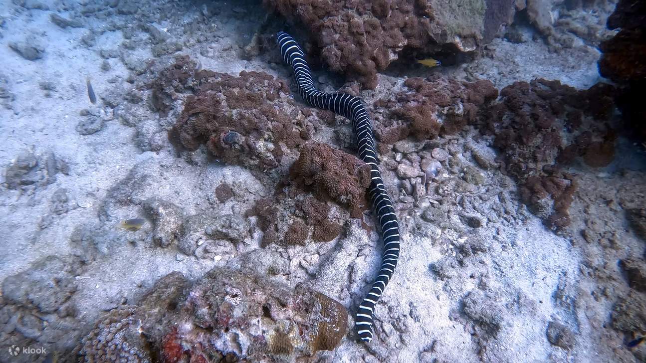 Scuba diving from stunning coral reef in the heart of Phuket - Klook ...