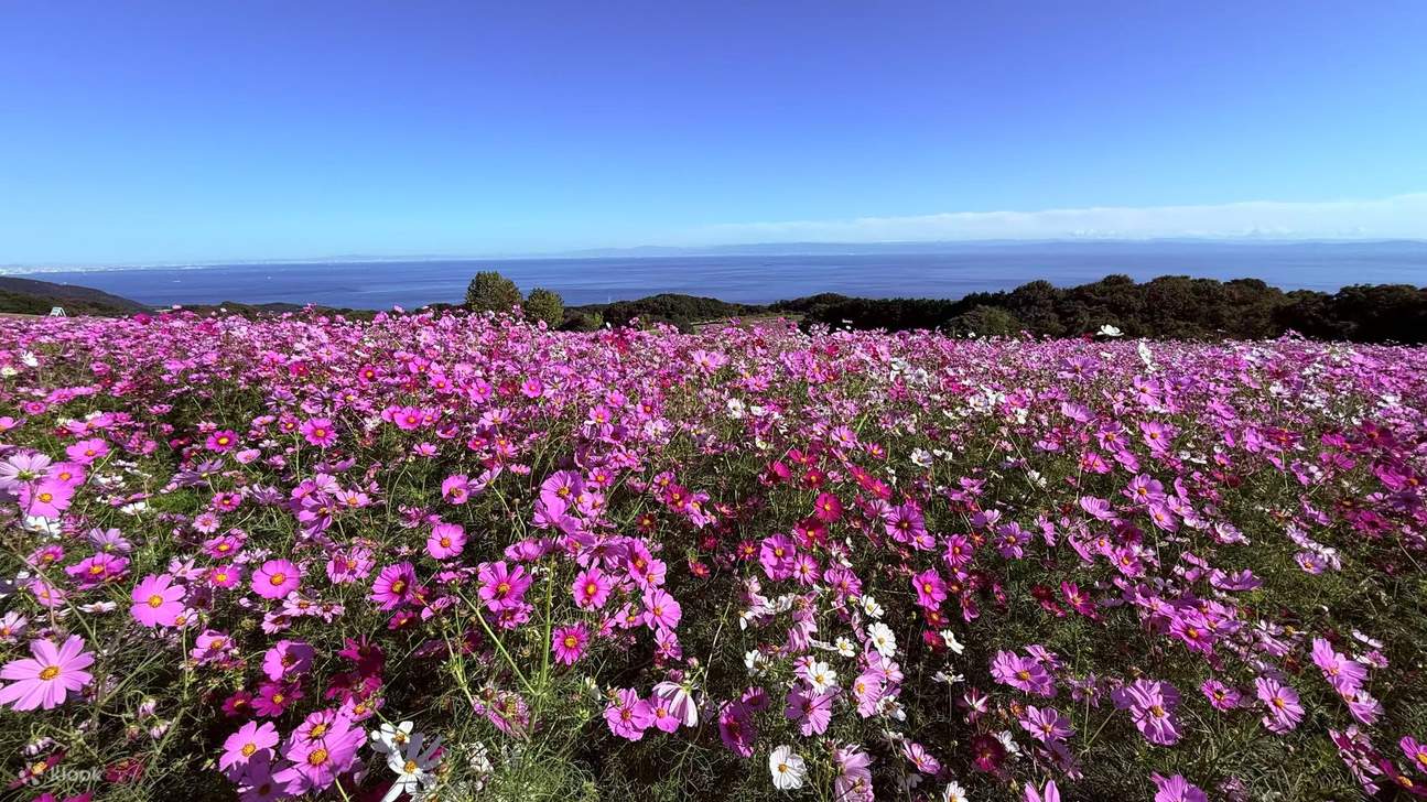 Kansai Minor Secret Realm One-Day Tour: Awaji Island / Mount Koya ...