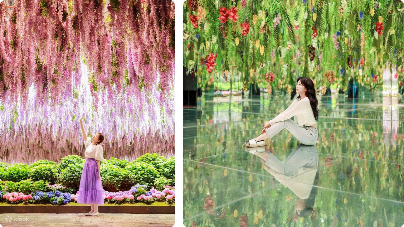 Eden Cherry Blossom Road x AQUAFIELD Jjimjilbang x Begonia Bird Park - Klook