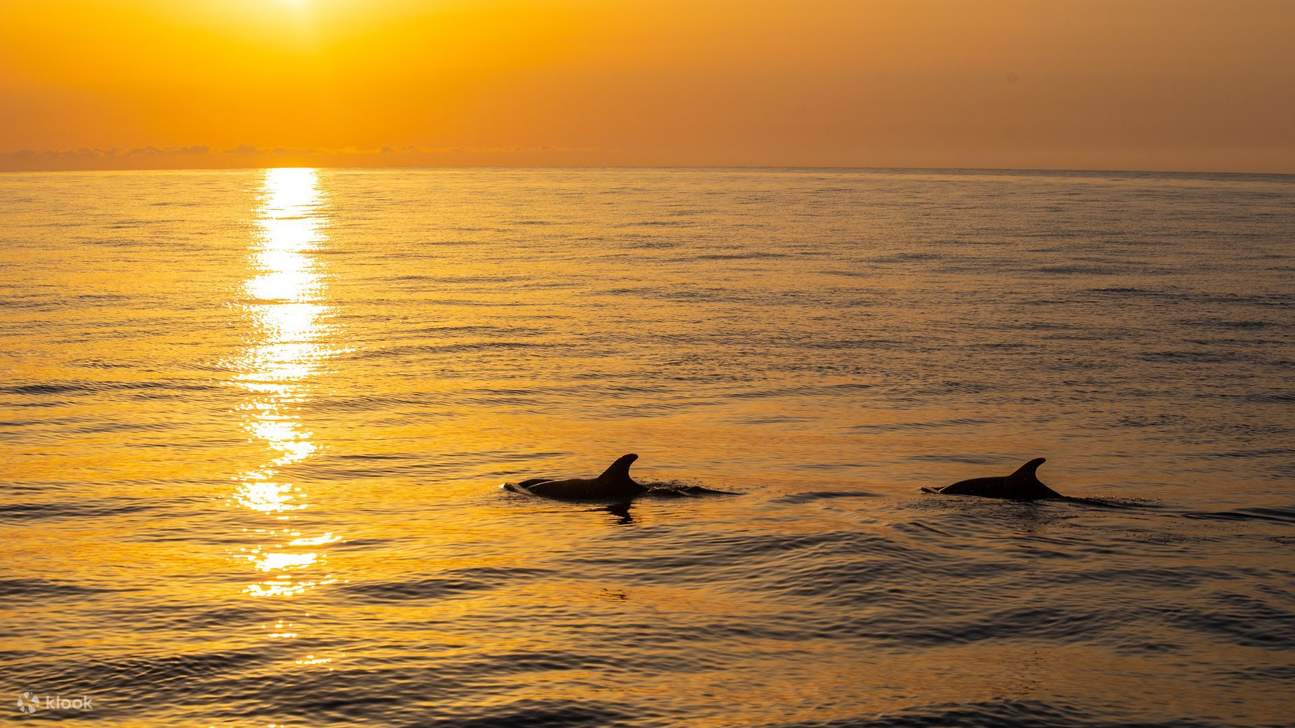 Sunrise on the water and dolphin watching experience in Alcudia - Klook ...