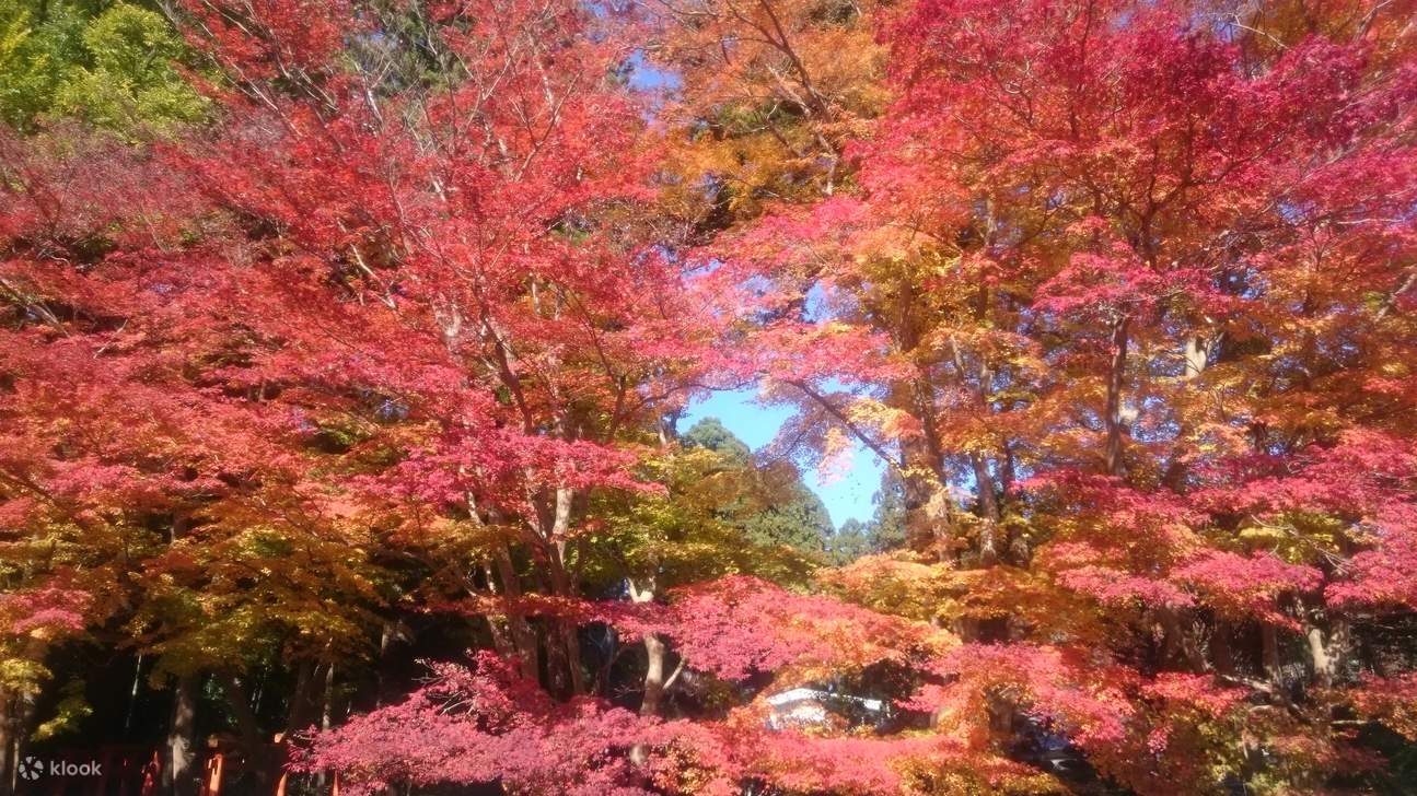 Online Booking for Shirakawa-go, Gujo Hachiman, and Hida Takayama Day ...