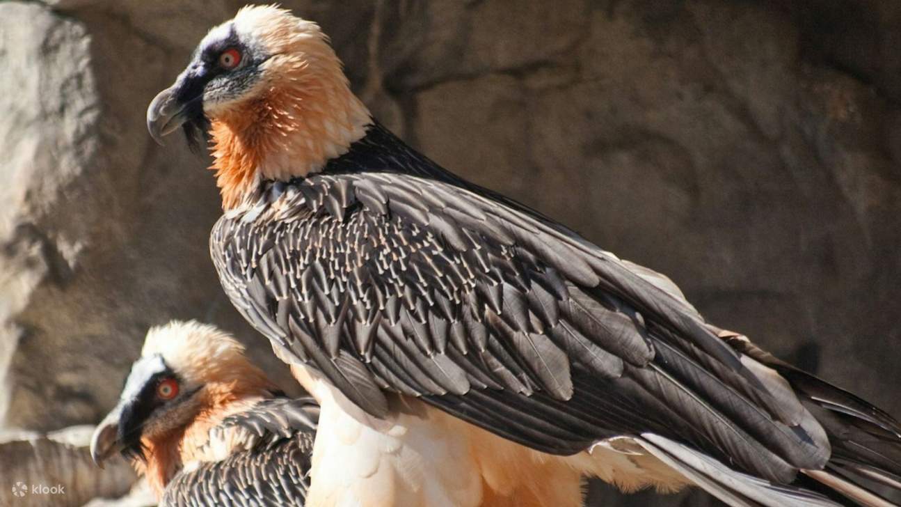 Alpenzoo ticket with Hungerburgbahn roundtrip in Innsbruck - Klook ...