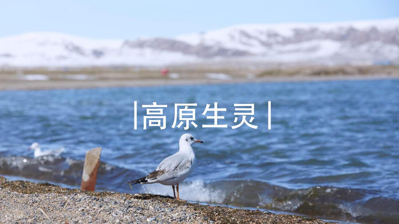 Eight-day trip around Qinghai-Gansu (Silk Road + Tang-Tibet Ancient ...