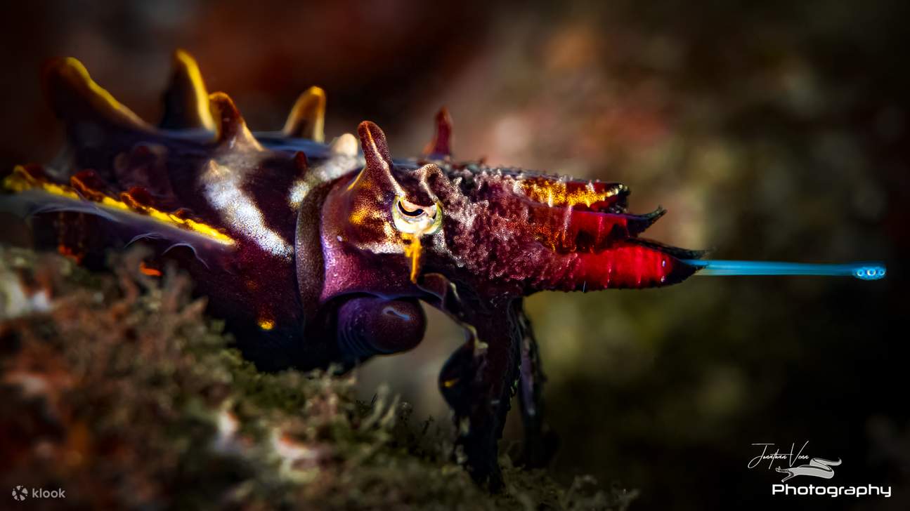 Rasakan Perjalanan Menyelam Setengah Hari yang Luar Biasa di Luzon ...