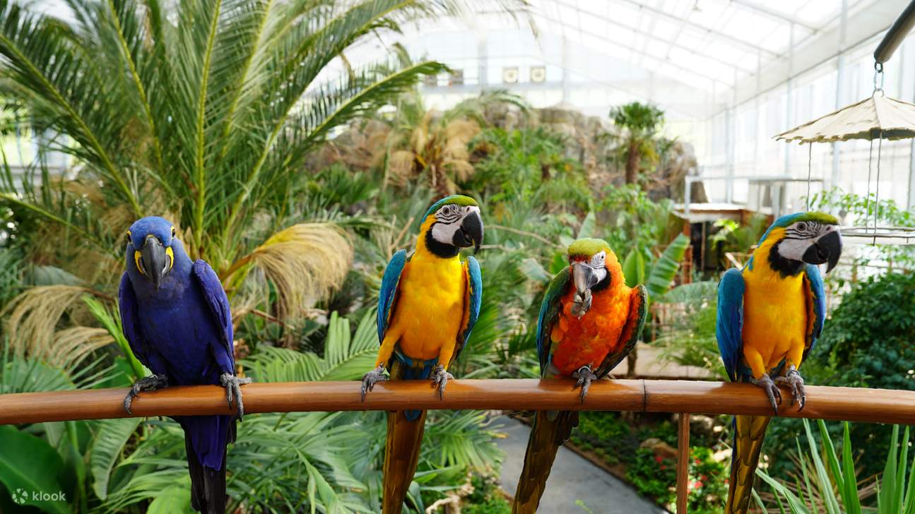 伊甸櫻花路 x AQUAFIELD汗蒸幕 x 海棠鳥公園 - Klook香港