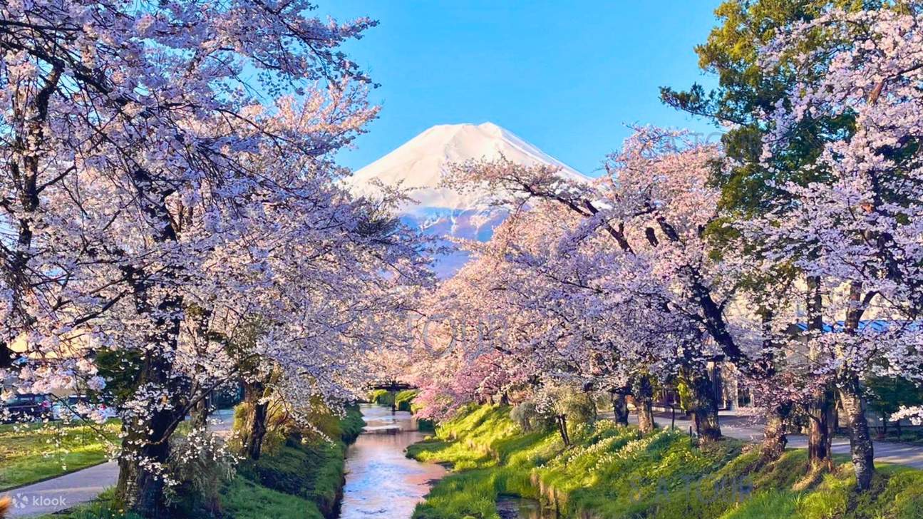 Mount Fuji Oishi Park x Oshino Hakkai x Koedo Kawagoe x Yamanashi ...