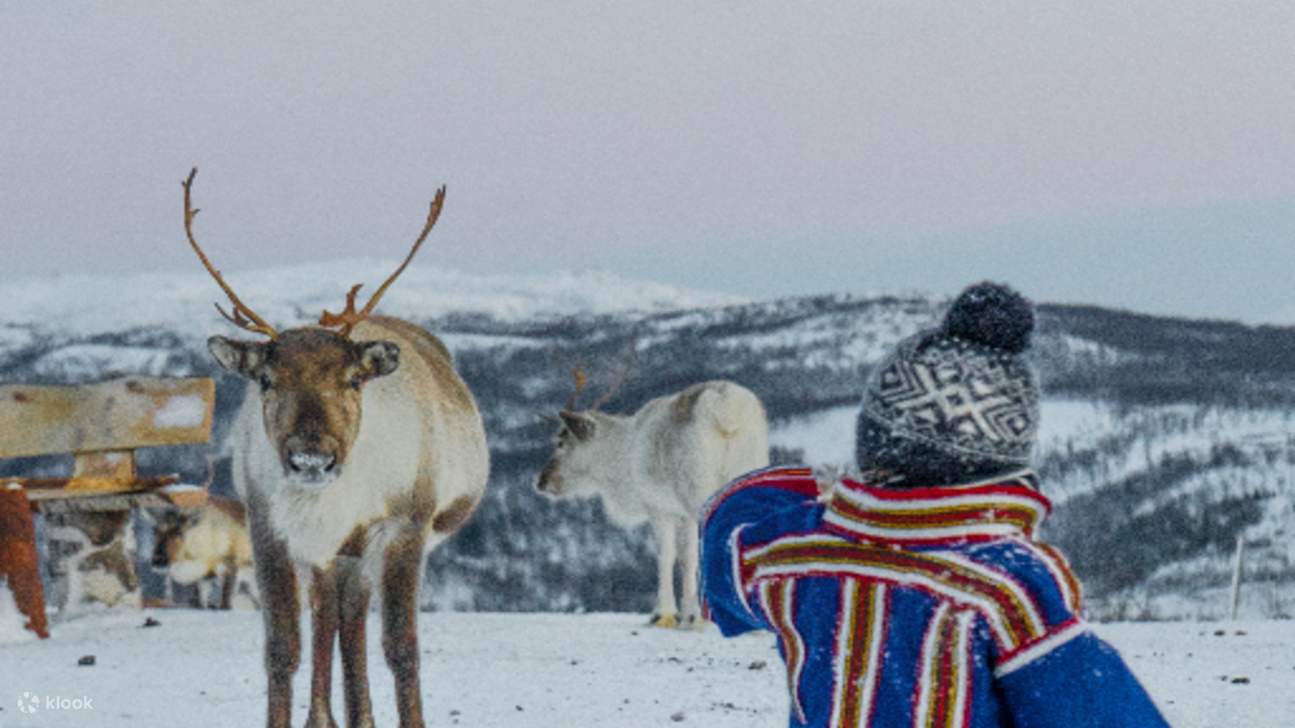 Reindeer Ranch and Sami Cultural in Tromso - Klook United States