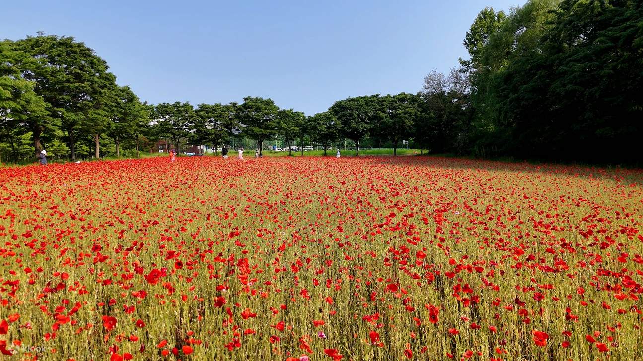 Double Cherry Blossom & Seasonal Landscape Day Tour from Seoul - Klook ...