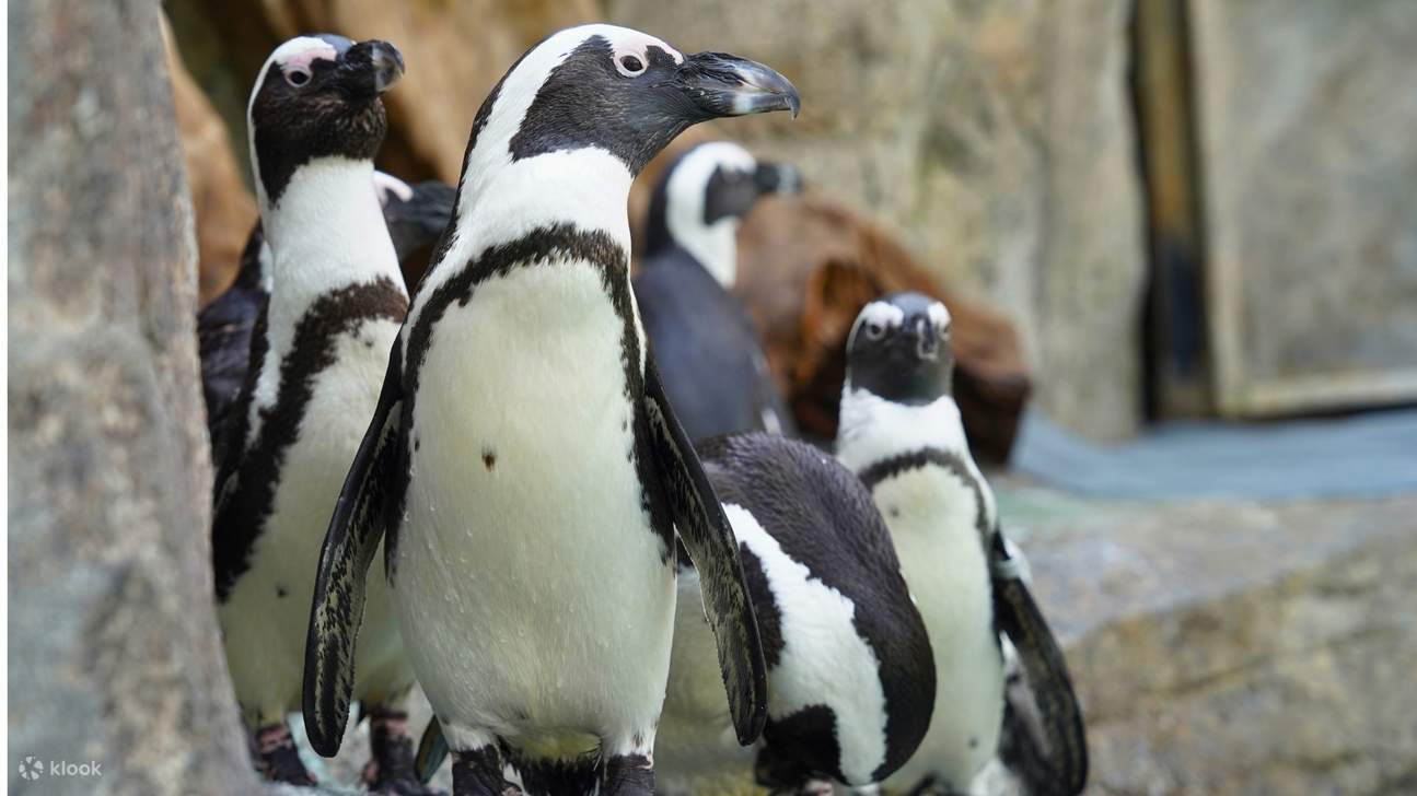 Eden Cherry Blossom Road x AQUAFIELD Jjimjilbang x Begonia Bird Park - Klook Singapore