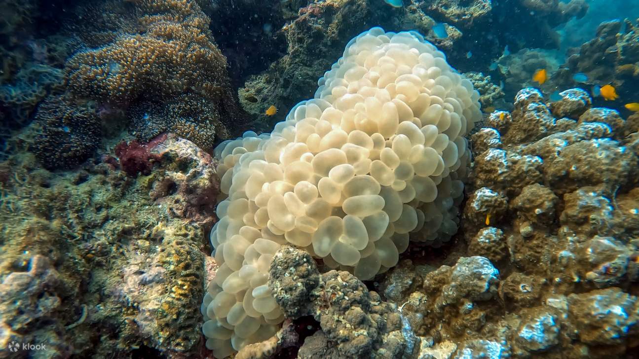 Scuba diving from stunning coral reef in the heart of Phuket - Klook India