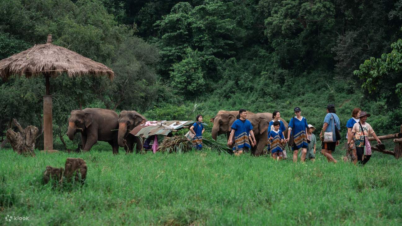 Elephant care activities at the New Elephant Home Elephant Conservation ...