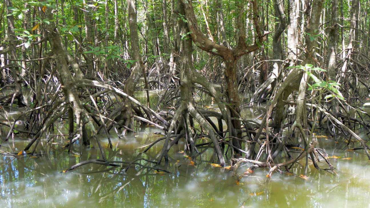 Join In The Mangrove Boat Tour in krabi - Klook Hong Kong