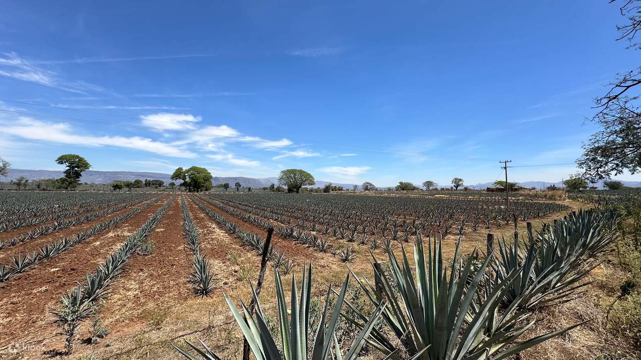 Tequila Traditional Distillery and Jose Cuervo Guided Tour - Klook India