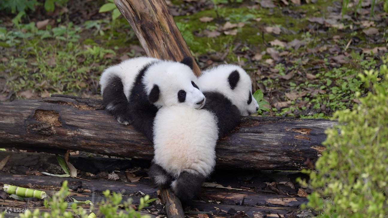 Chengdu Panda Base Leshan Giant Buddha Private Day Tour - Klook New Zealand