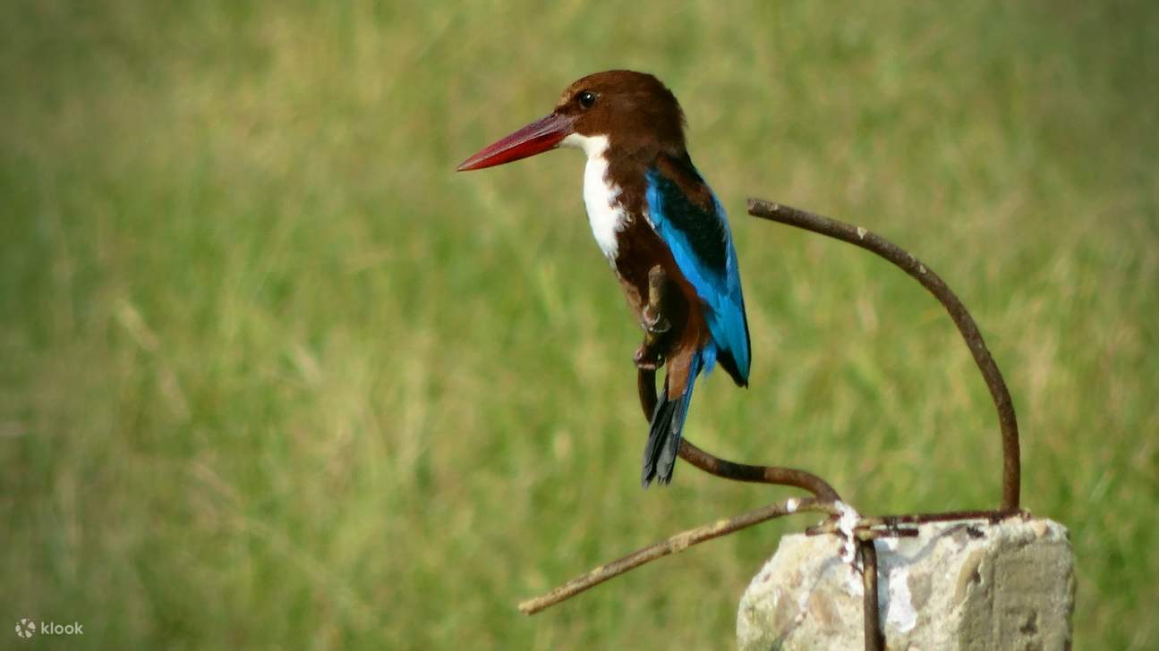 Bangkok Jungle or Firefly Watching Half Day Cycling Tour - Klook