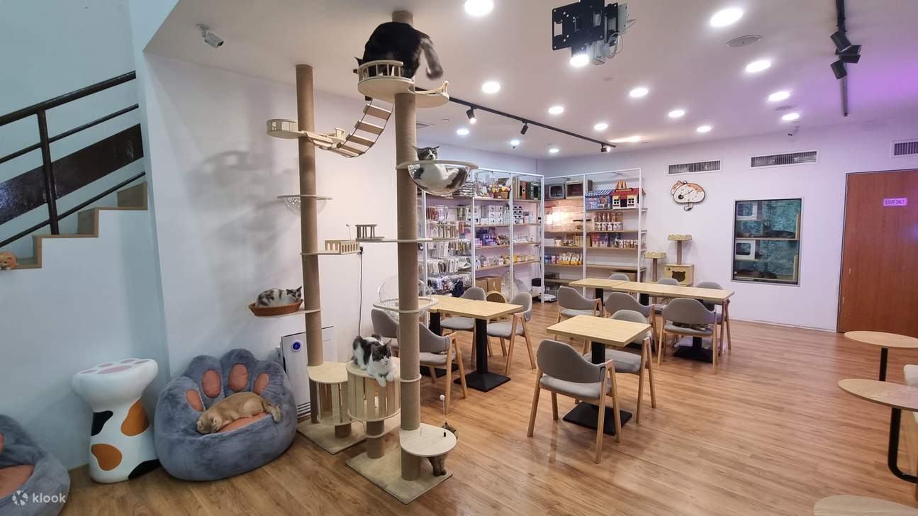 Chucky Cat Cafe in Johor Bahru, Malaysia - Klook