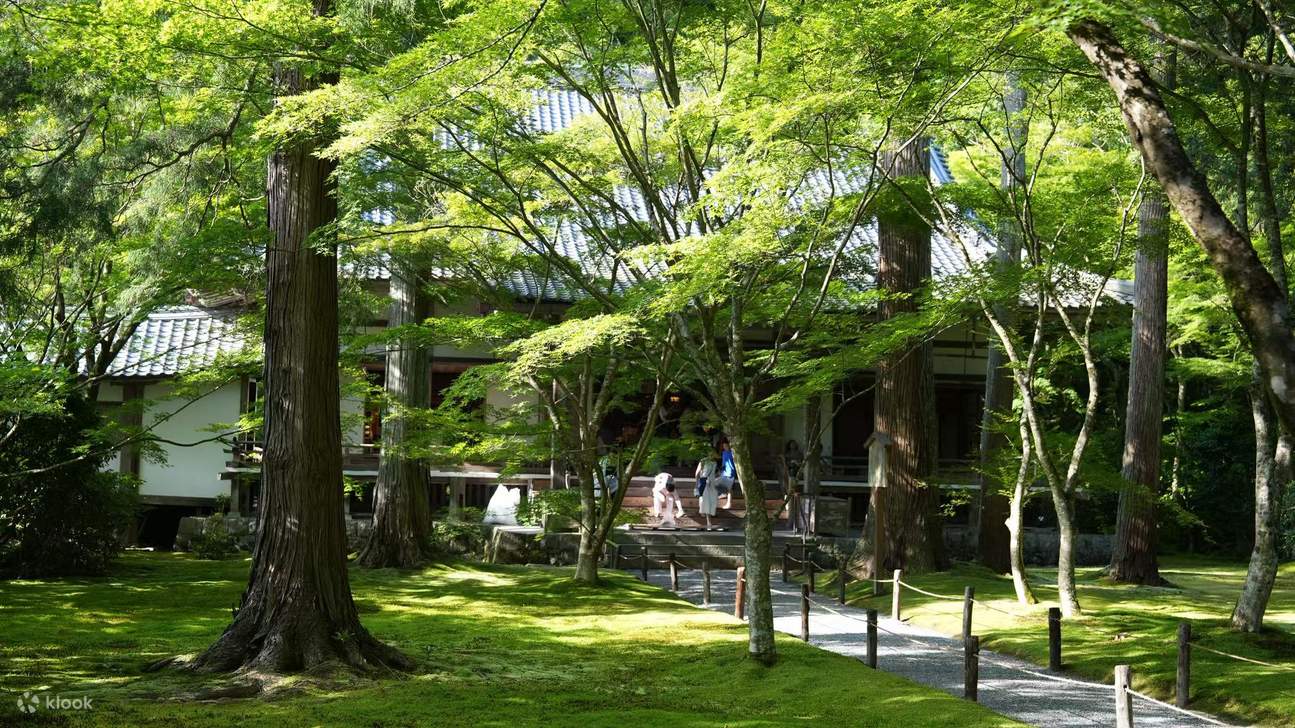 Kyoto: Tour di un giorno alla Foresta di Bamboo di Arashiyama, al ...