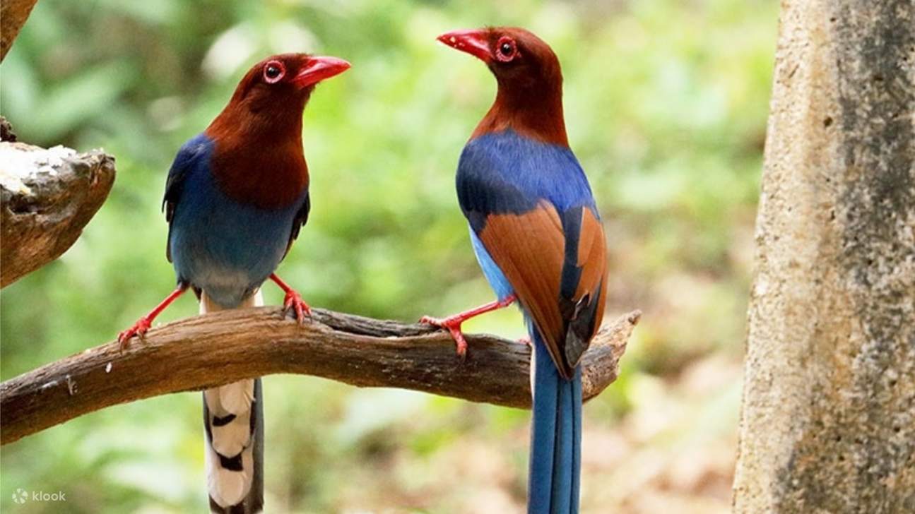 Sinharaja Forest Reserve Private Tour from Bentota - Klook