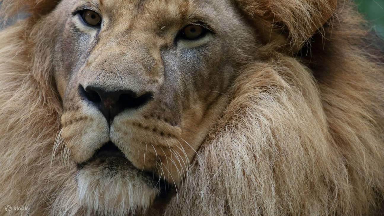 Zoo of Pistoia in Italy - Klook États-Unis