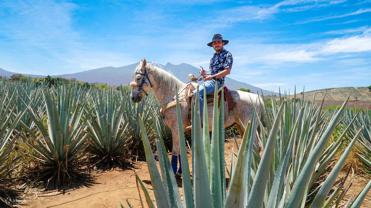 Tequila Traditional Distillery and Jose Cuervo Guided Tour - Klook India