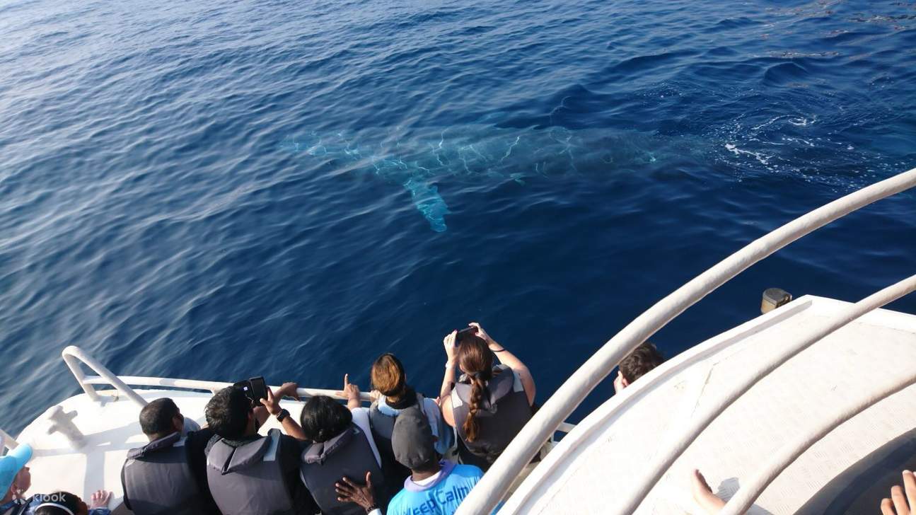 All Inclusive Mirissa Morning Whale Watching Boat Tour with Geeth - Klook