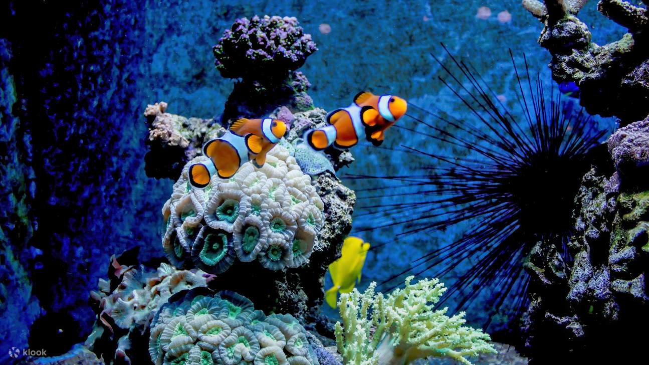 Snorkeling di Pulau Dream Catcher | Kota Kinabalu - Klook Indonesia