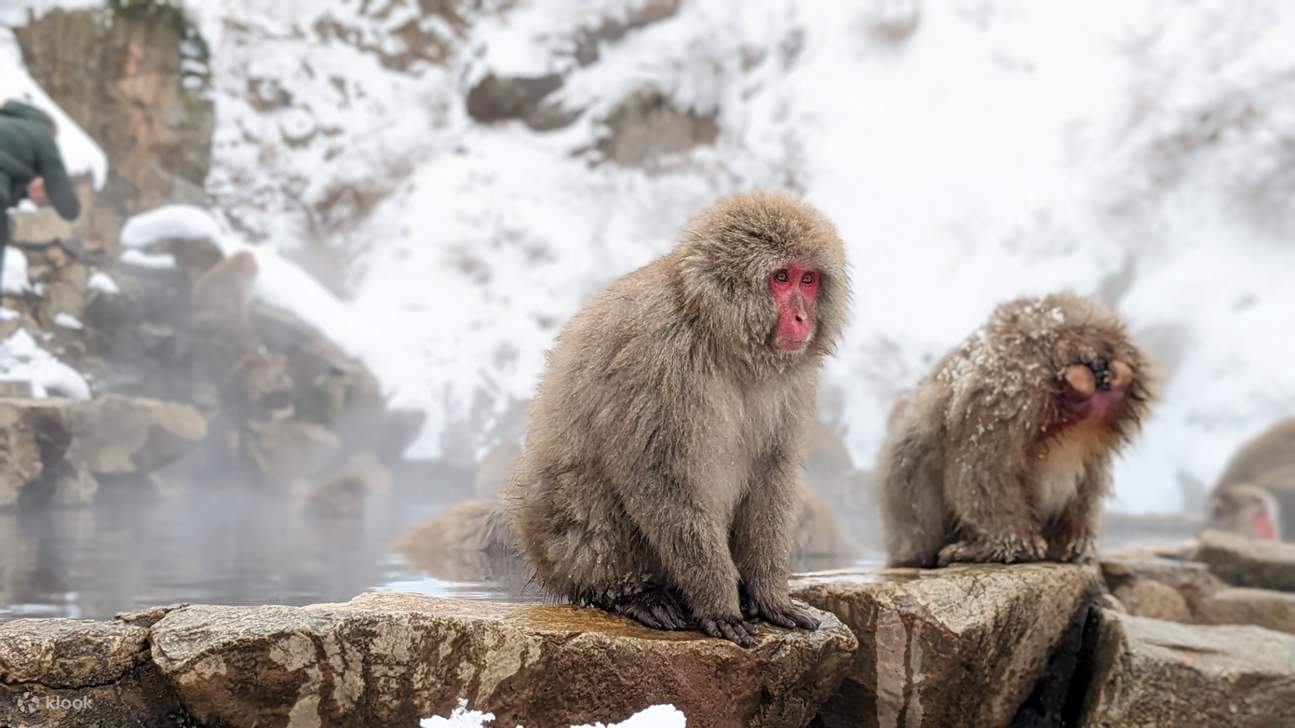 Snow Monkey Tour from Tokyo with Beef Sukiyaki Lunch - Klook