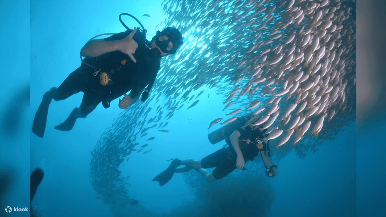 Rasakan Petualangan Menyelam Pagi yang Tak Terlupakan di Pulau Phi Phi ...