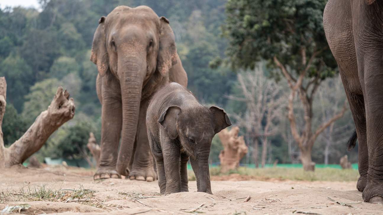Elephant care activities at the New Elephant Home Elephant Conservation ...