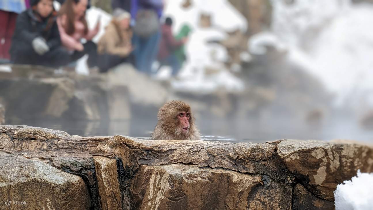 Snow Monkey Tour from Tokyo with Beef Sukiyaki Lunch - Klook