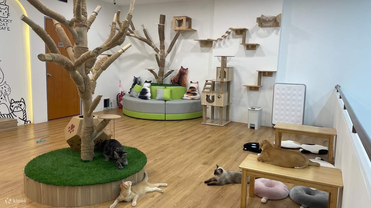 Chucky Cat Cafe in Johor Bahru, Malaysia - Klook Singapore