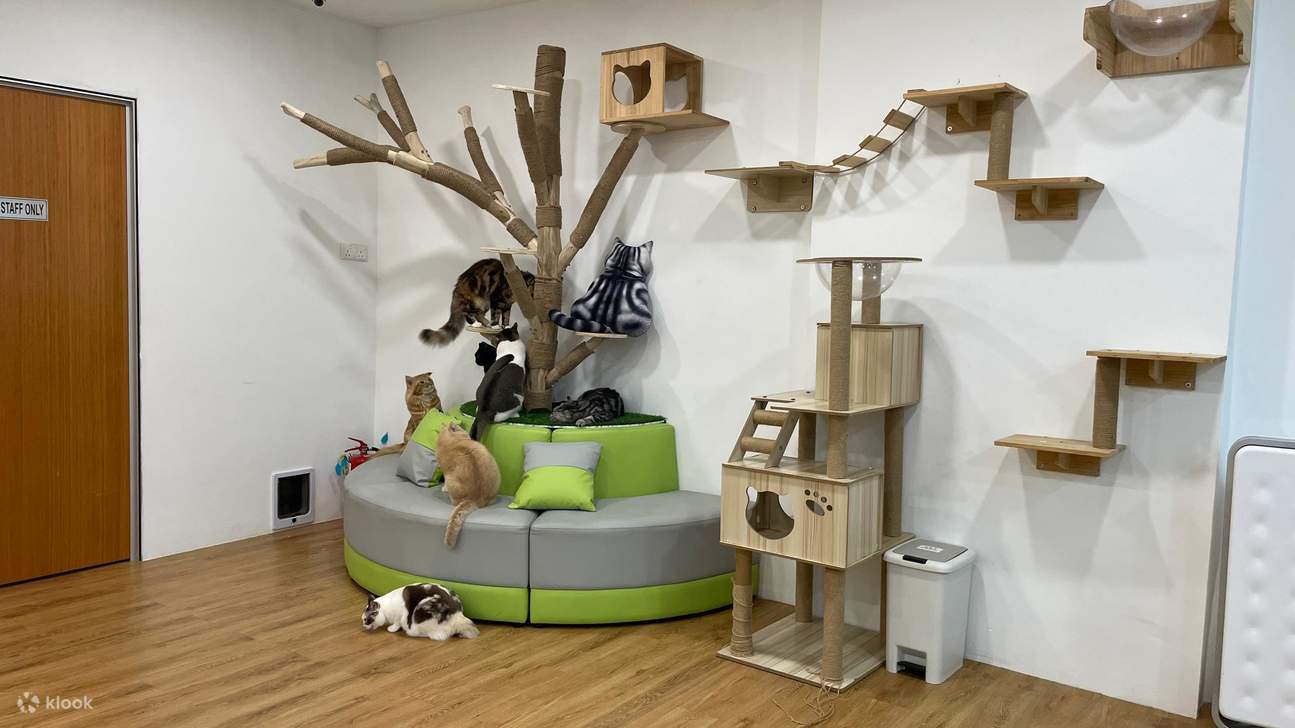 Chucky Cat Cafe in Johor Bahru, Malaysia - Klook Singapore