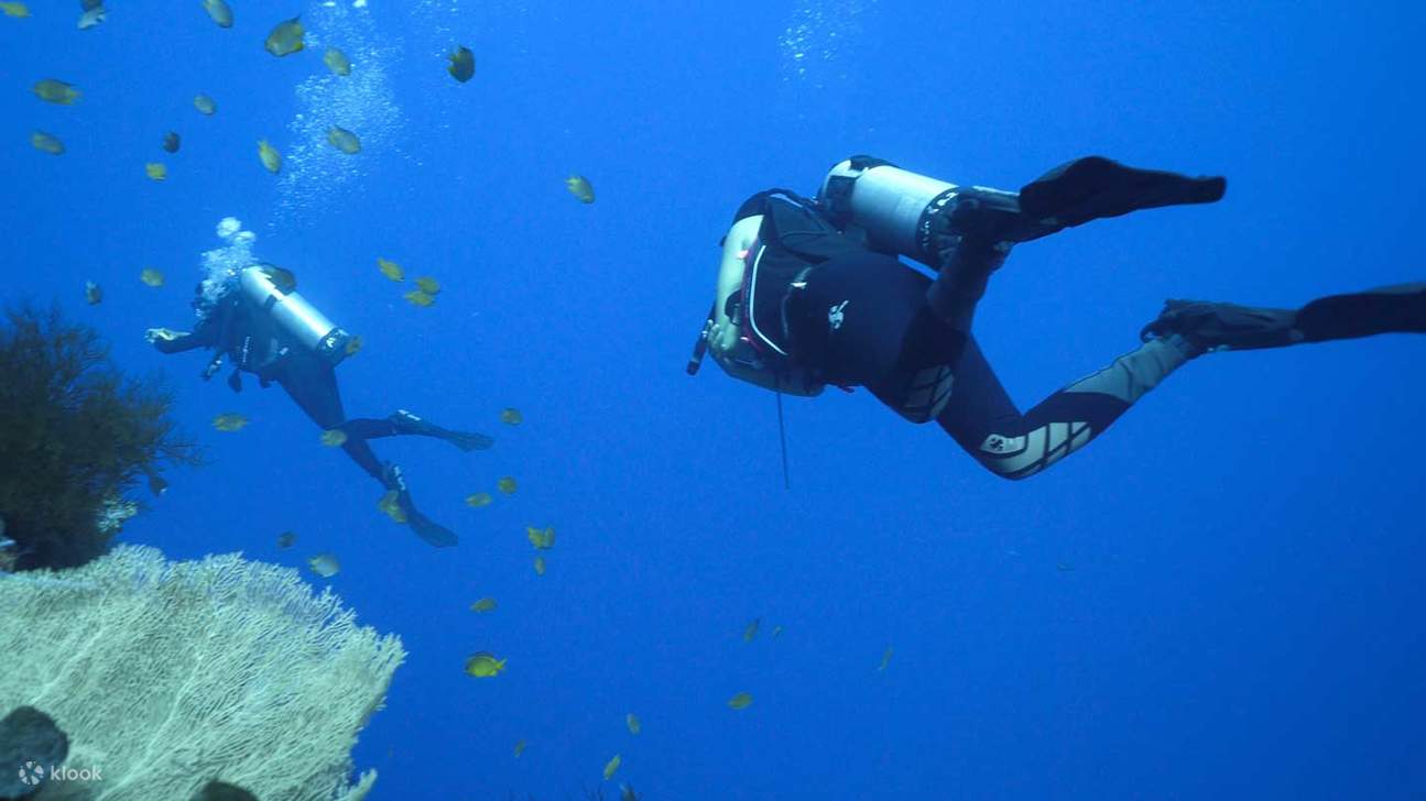 Experience an Exciting Full-Day Fun Dive in Menjangan with Our PADI ...