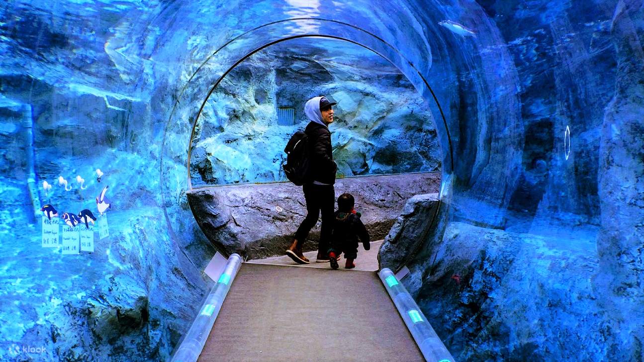 Asahiyama Zoo Winter Tour - Klook