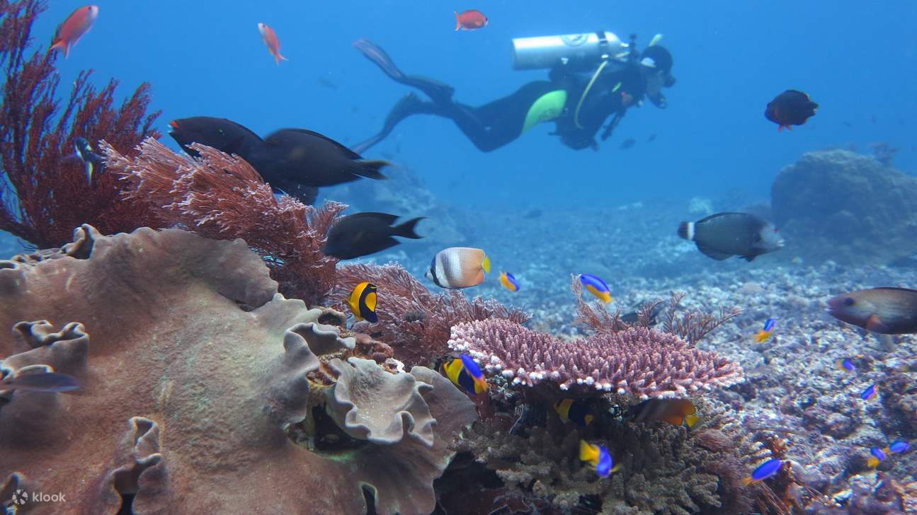 Scuba Diving in Komodo National Park with Maika Diving - Klook Malaysia
