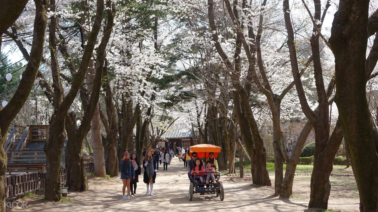 Nami Island and Garden of Morning Calm Lighting Festival Tour