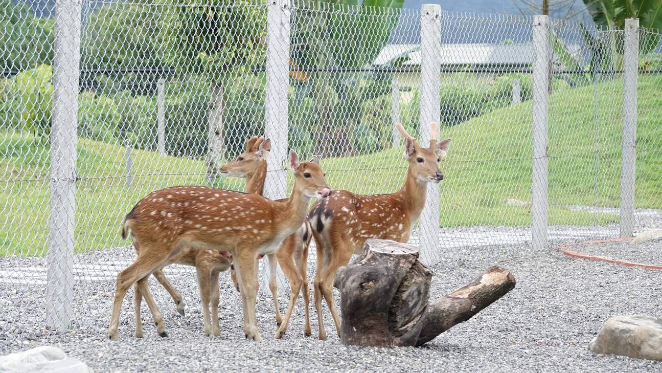 Tiket Masuk Ladang Rusa Atuk Yilan - Klook Amerika Syarikat