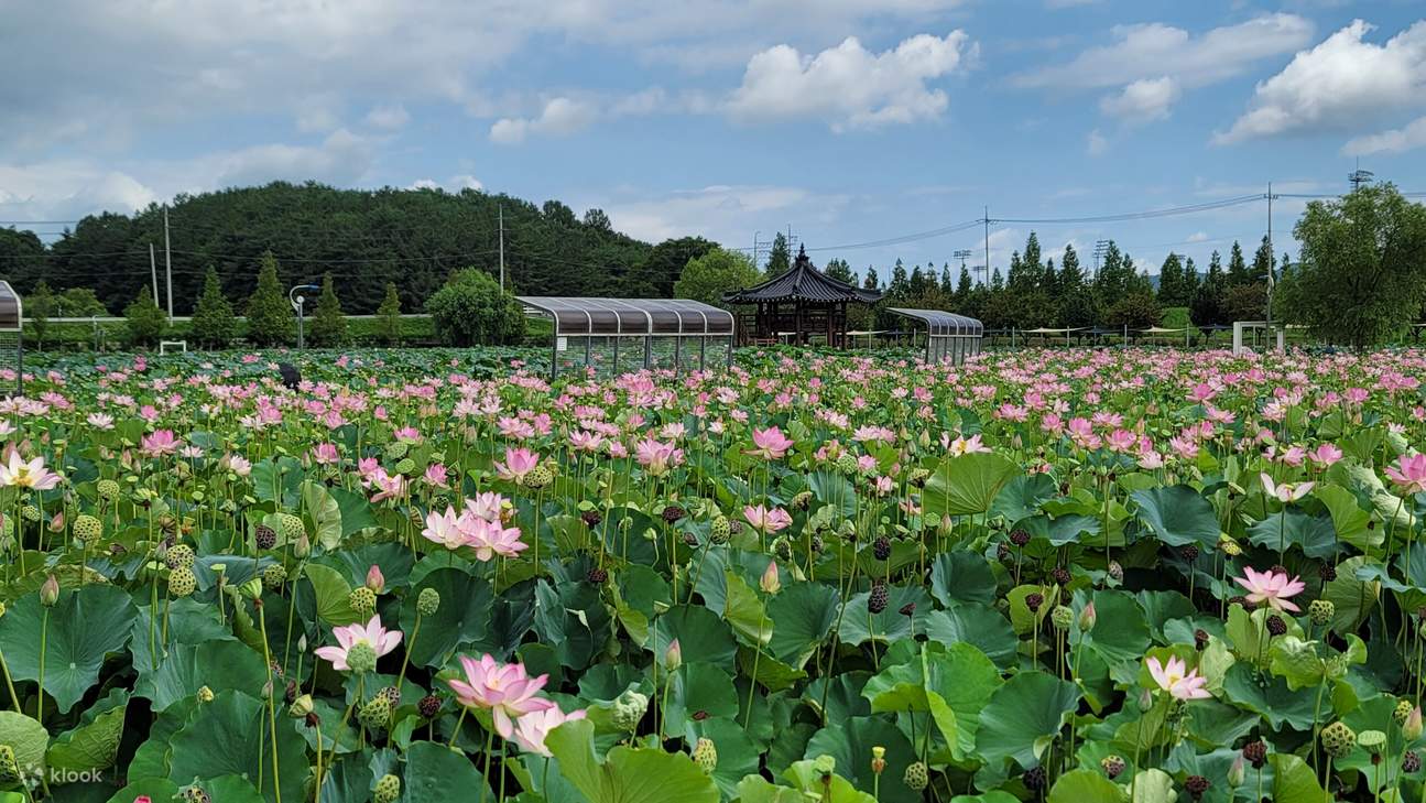 Lotus Park and Sunflower Field Tour - Klook
