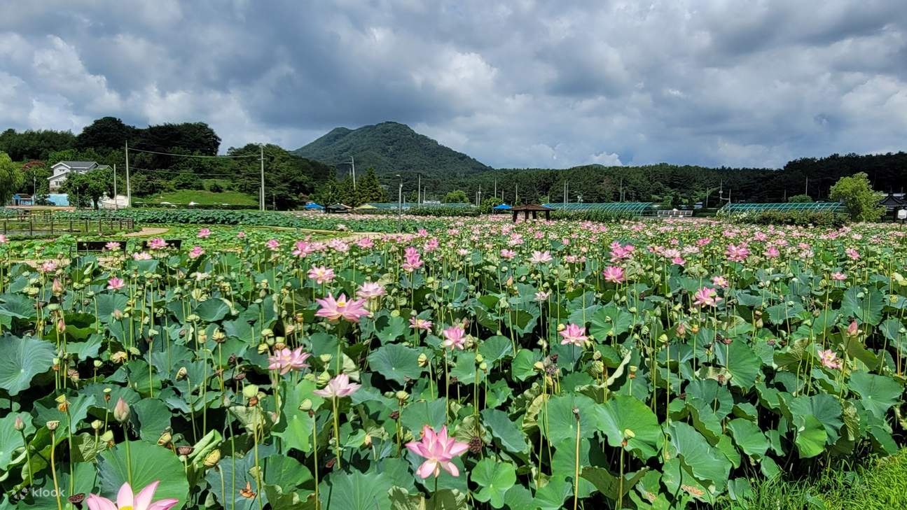 Lotus Park and Sunflower Field Tour - Klook