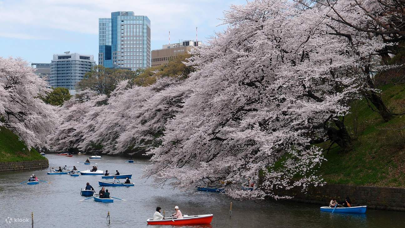 Spring in Tokyo: Cherry Blossom Walk & Hanami Experience - Klook United ...