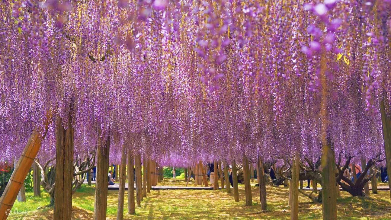 Kitakyushu Fukuoka Wisteria Flower One-Day Tour | Kawachi Wisteria ...
