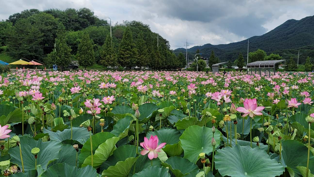 Lotus Park and Sunflower Field Tour - Klook